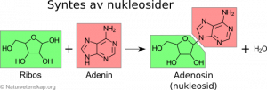 Nukleosider - Naturvetenskap.se