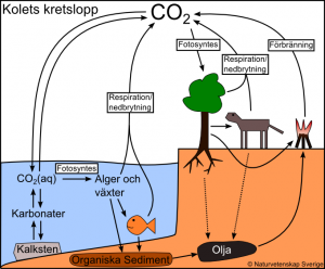 Kolets kretslopp - Naturvetenskap.se